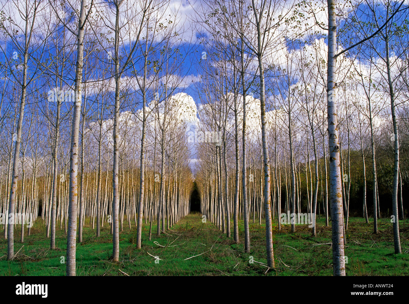 Avenue of silver Birch trees in a temperate landscape near Sienna ...
