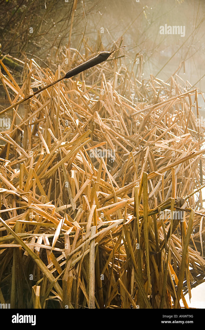 frozen reeds in mist at a pond's edge in winter Stock Photo - Alamy