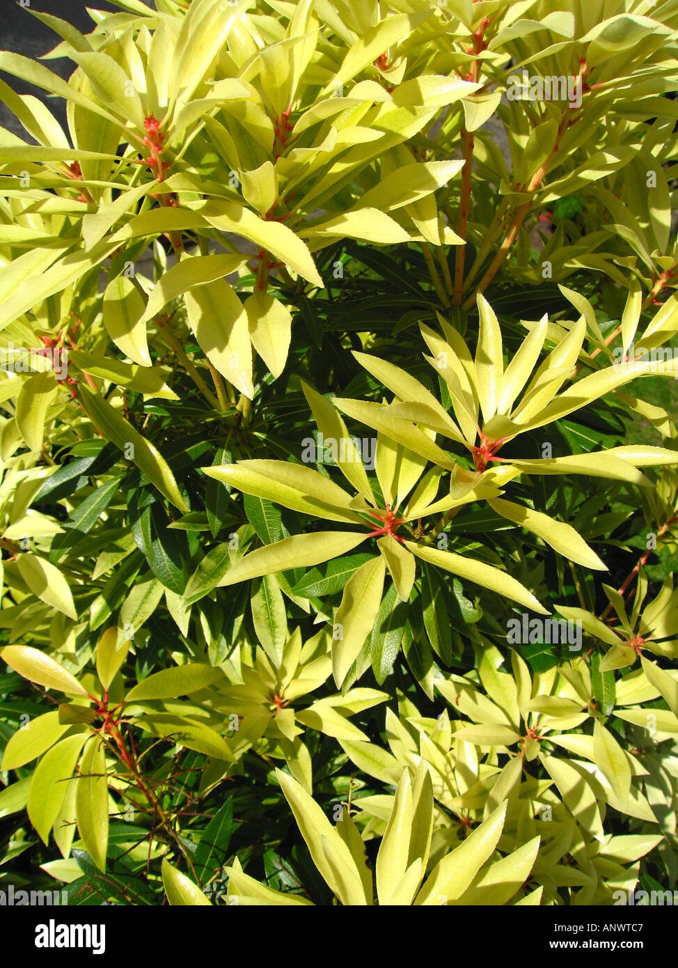 Generic green foliage background pattern Stock Photo - Alamy