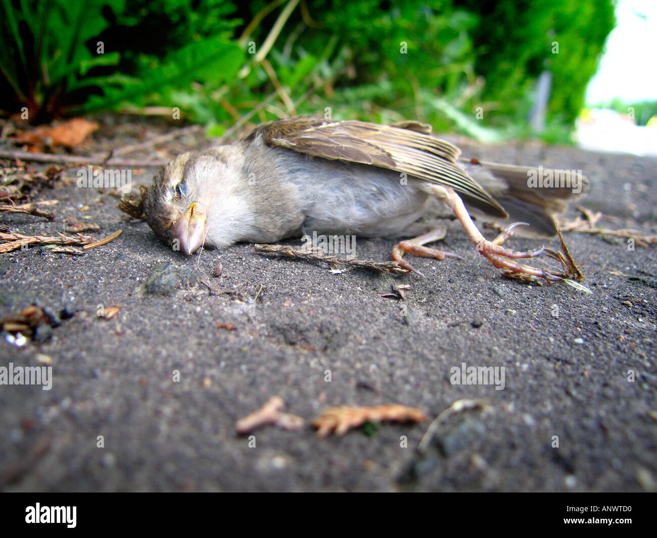 Small dead bird on pavement by roadside Stock Photo - Alamy