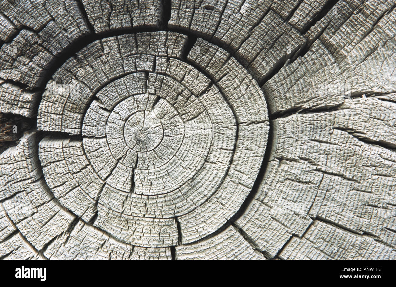 Sawed off tree hi-res stock photography and images - Alamy