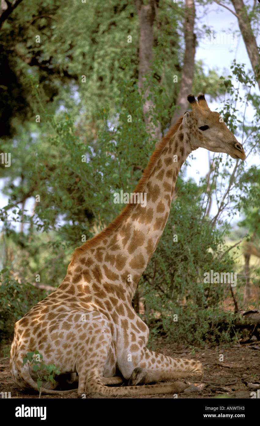 Giraffa camelopardus giraffa hi-res stock photography and images - Alamy