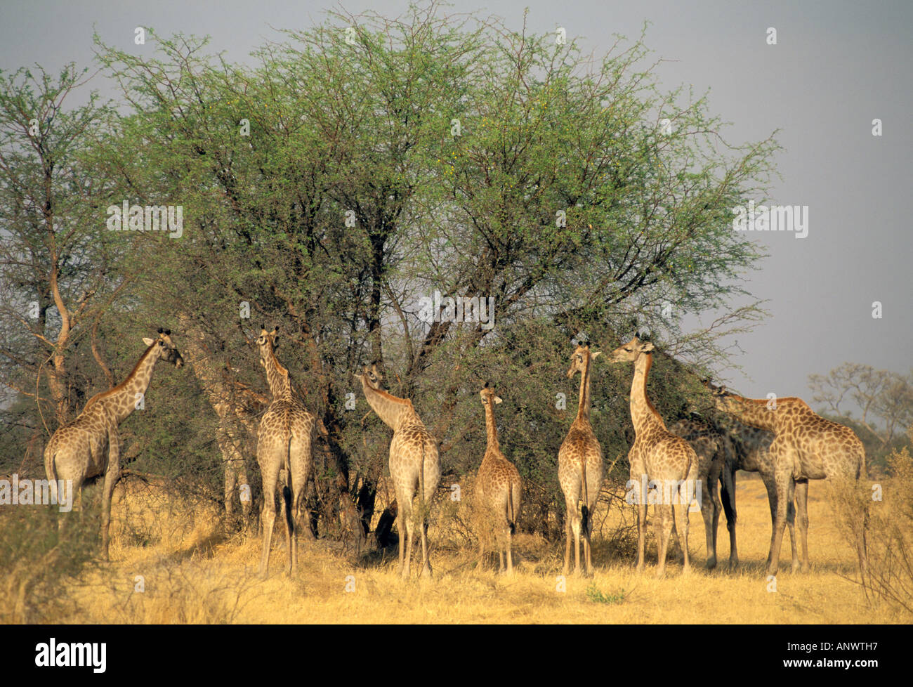 Giraffa camelopardus giraffa hi-res stock photography and images - Alamy