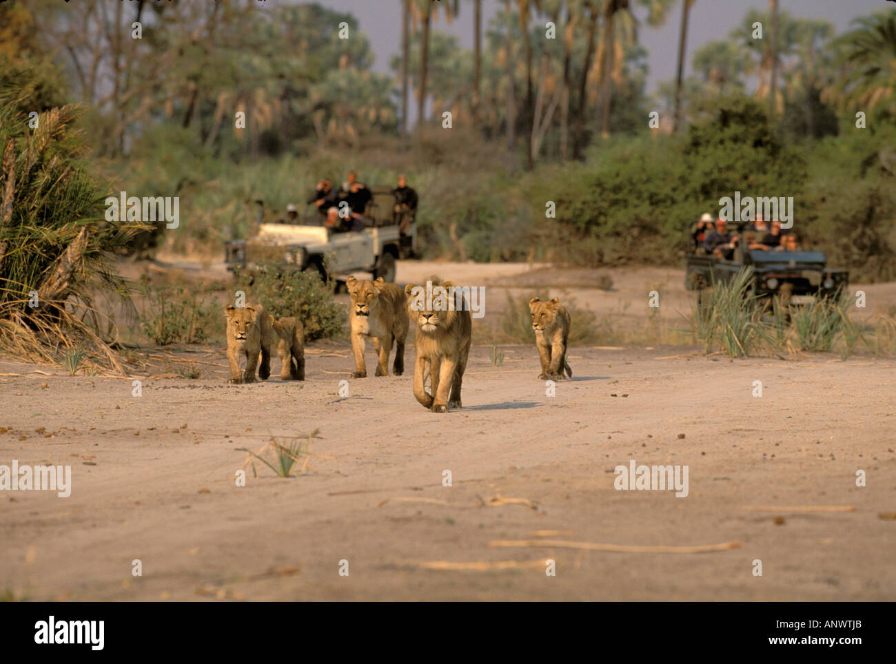 Africa, Botswana, Okavango Delta. Lions (Panthera leo Stock Photo - Alamy
