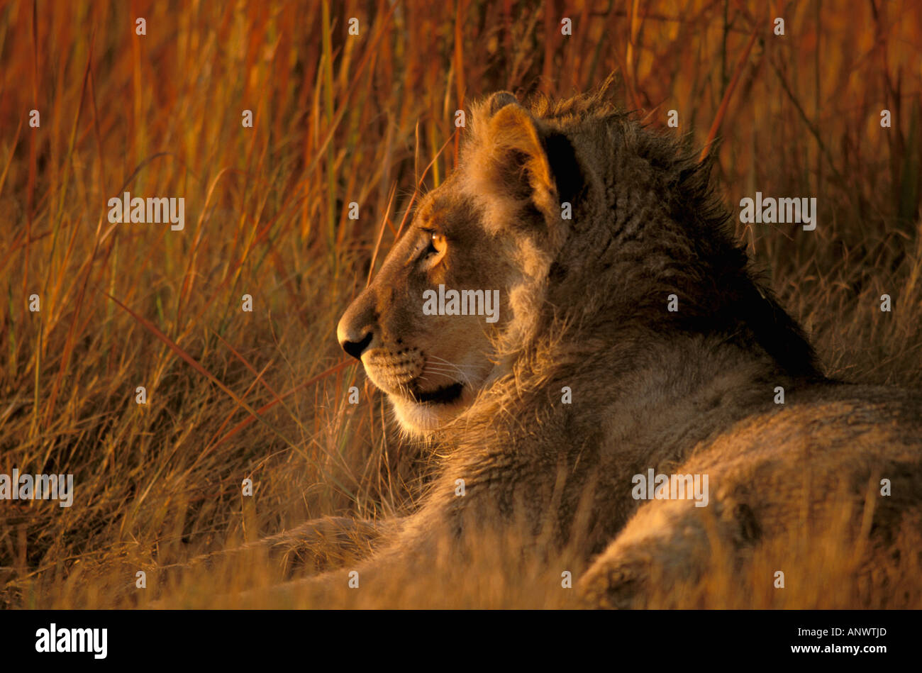 Africa, Botswana, Okavango Delta. Lion (Panthera leo Stock Photo - Alamy