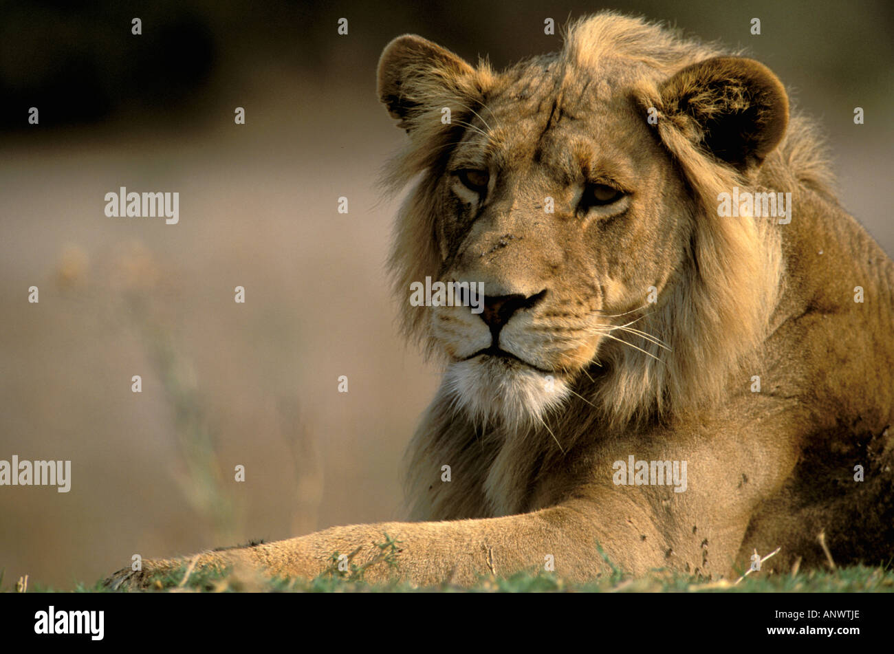 Africa, Botswana, Okavango Delta. Lioness (Panthera leo), rare maned ...
