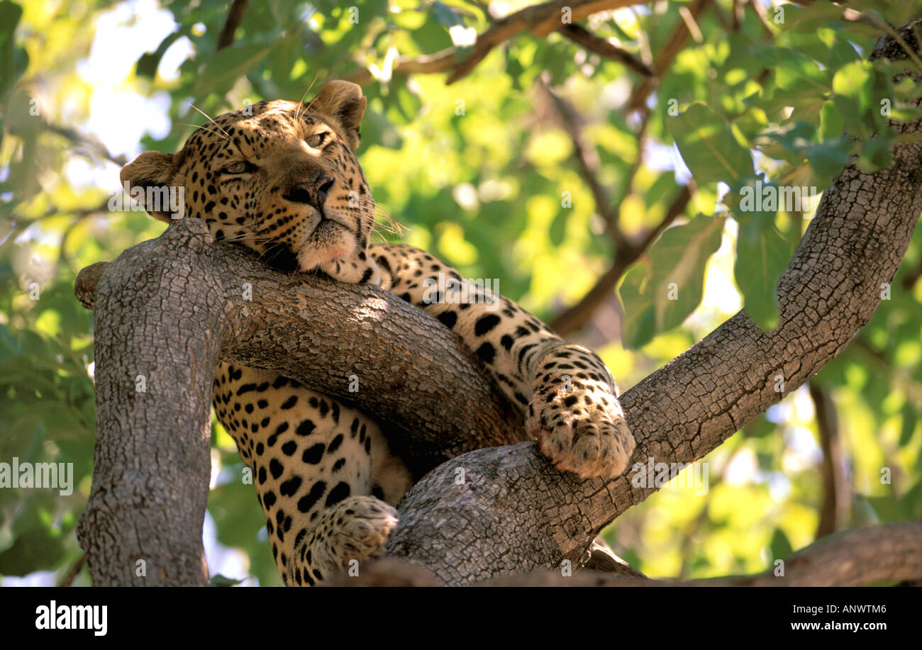 Africa, Botswana, Okavango Delta. Leopard (Panthera pardus Stock Photo ...