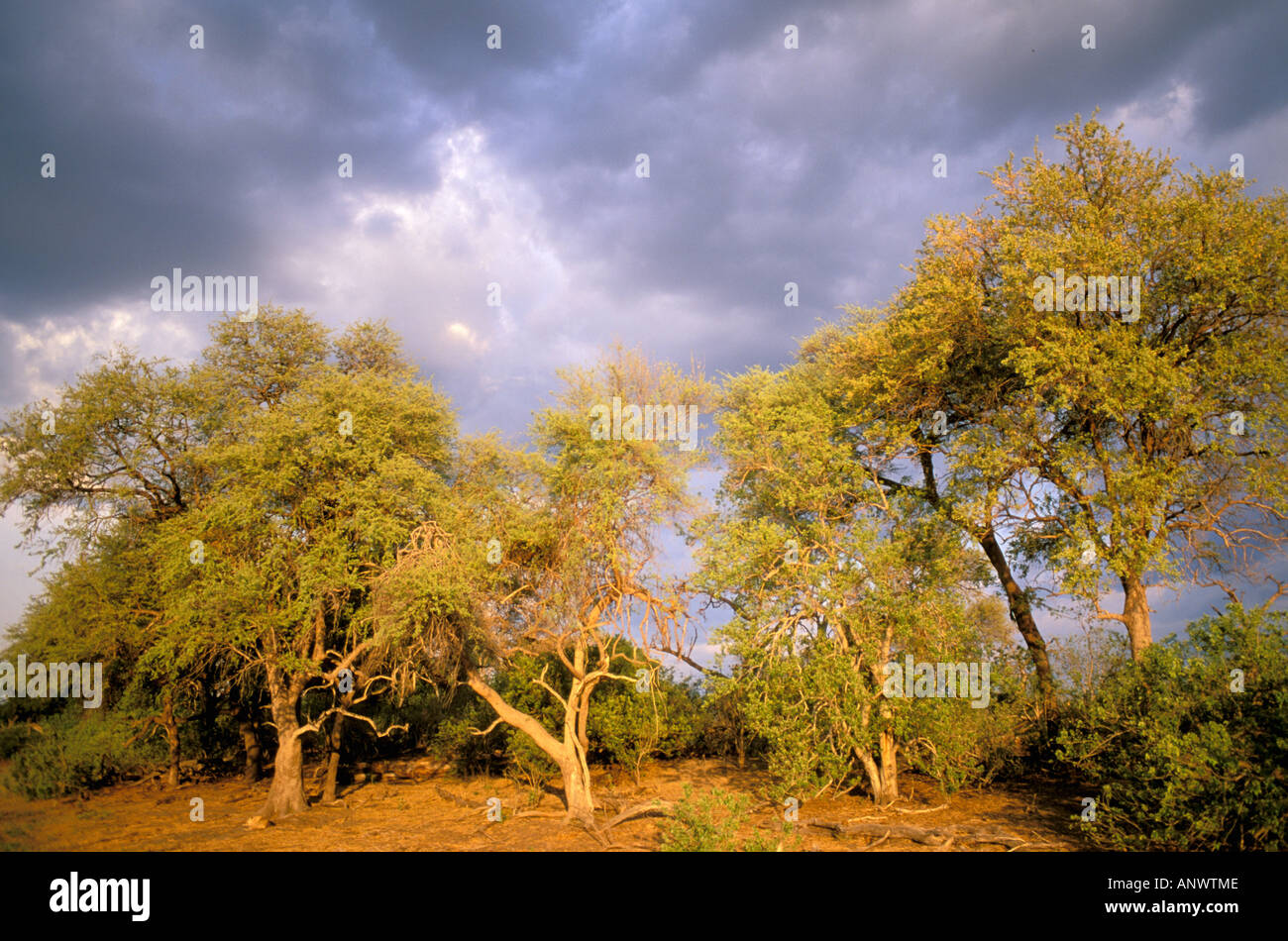 Riverine forest hi-res stock photography and images - Alamy