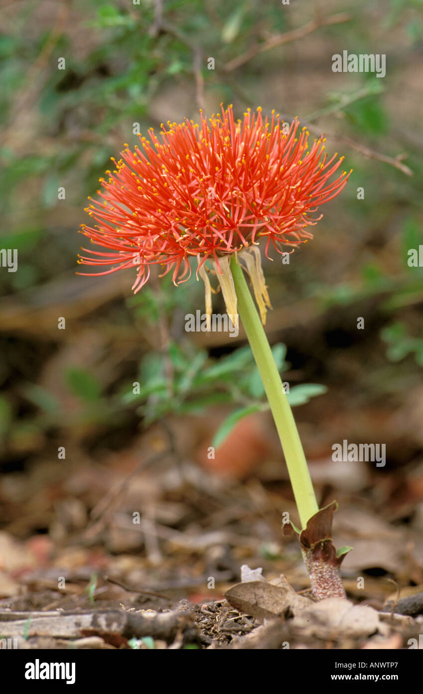 Fireball lily hi-res stock photography and images - Alamy