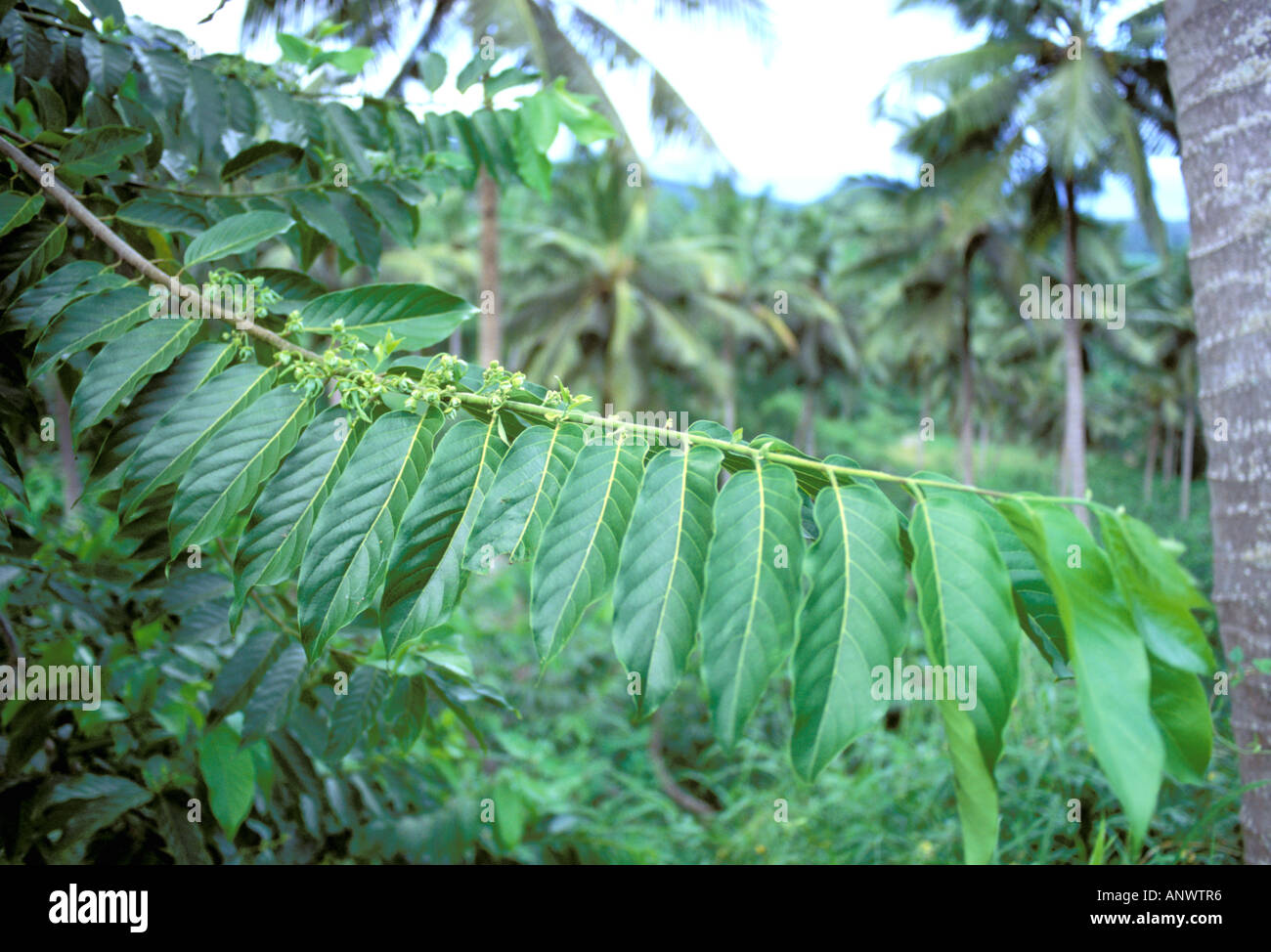 Mayotte oil hi-res stock photography and images - Alamy
