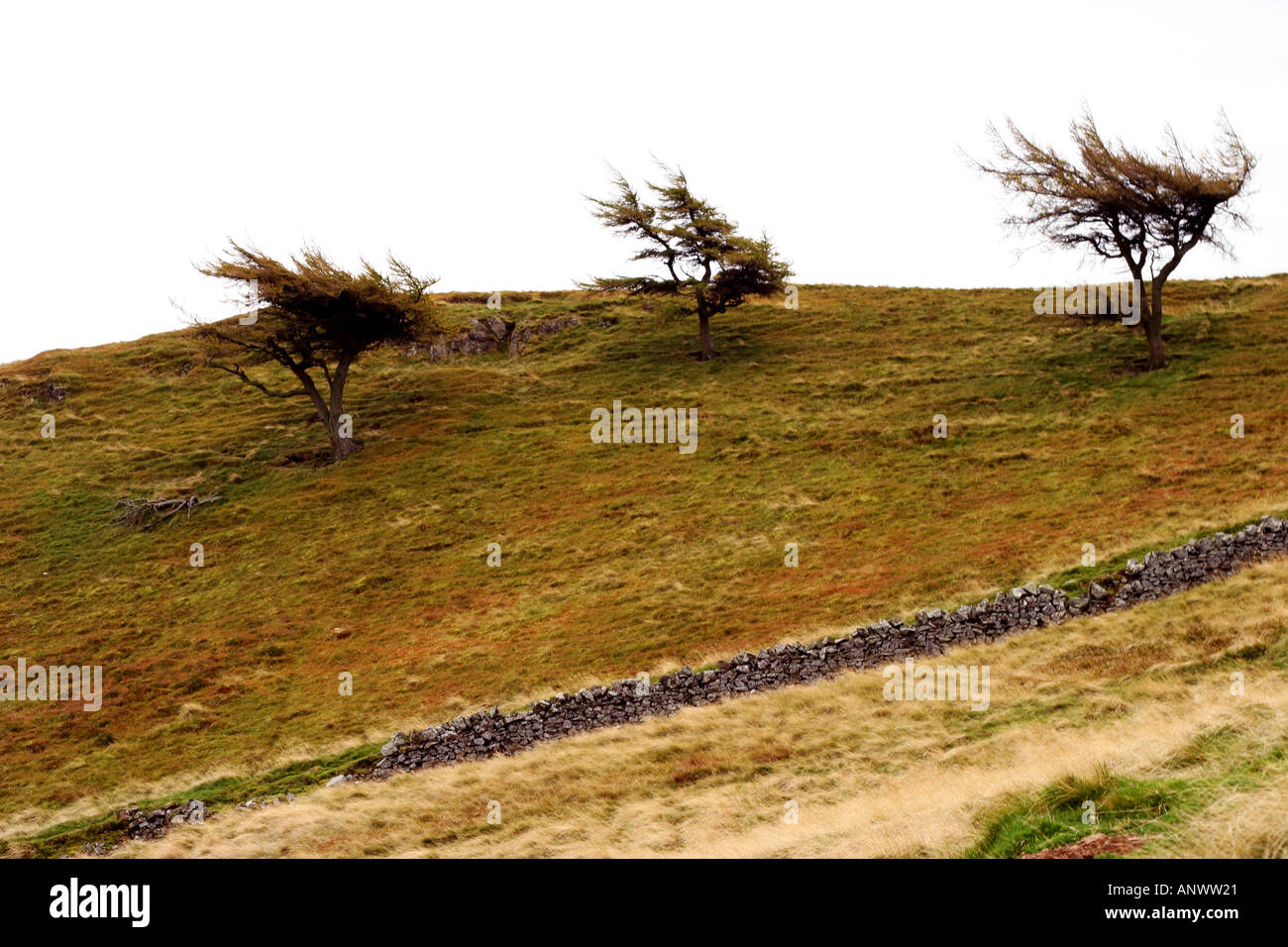 Wind beaten trees hi-res stock photography and images - Alamy