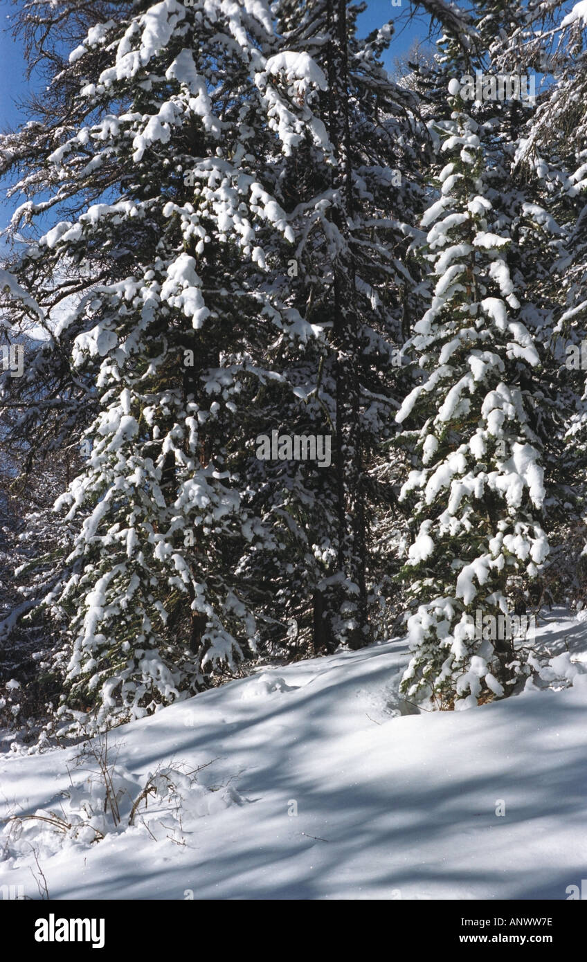 Winter taiga The Northern Chuya Range Altai Siberia Russia Stock Photo ...
