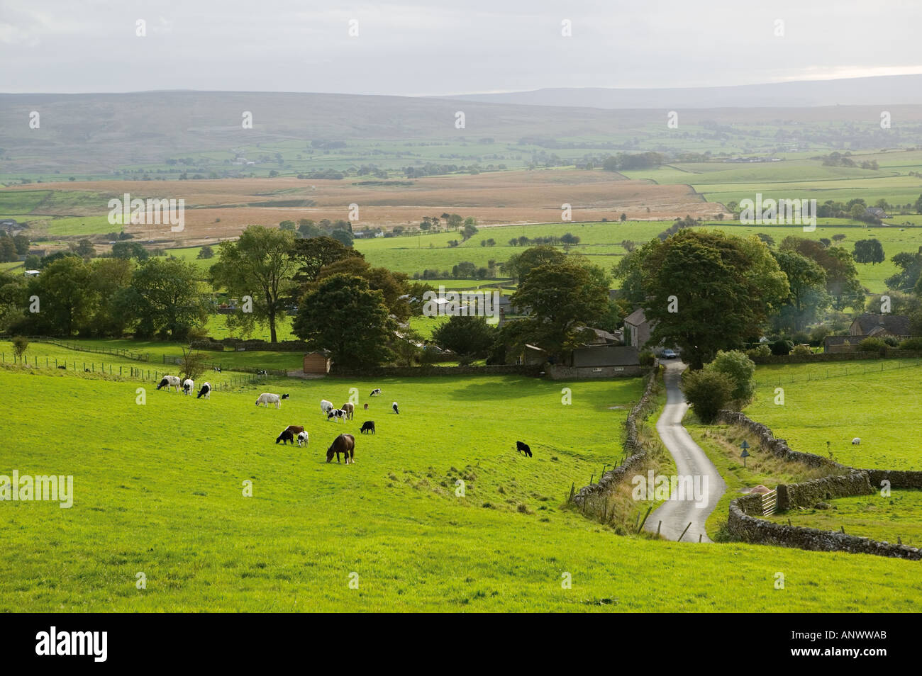 Cattle farm england field hi-res stock photography and images - Alamy