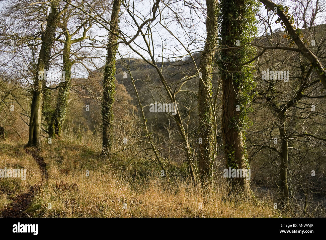 Beech woods in Chee Dale, near Millers Dale, Peak District National ...