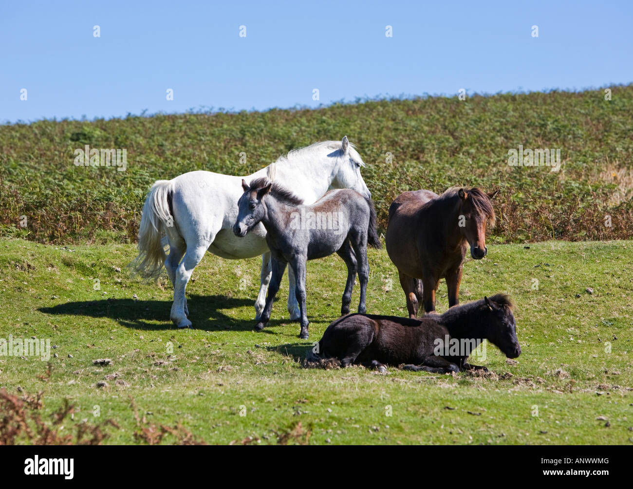 English foals hi-res stock photography and images - Alamy