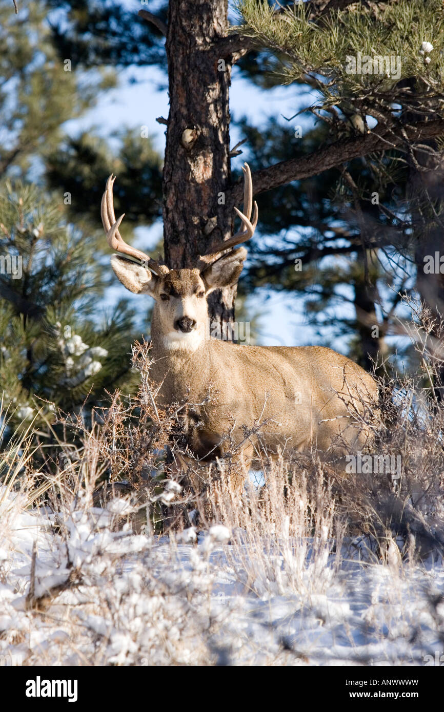 Closeup of a buck deer pausing in fresh snow on a cold Colorado morning ...