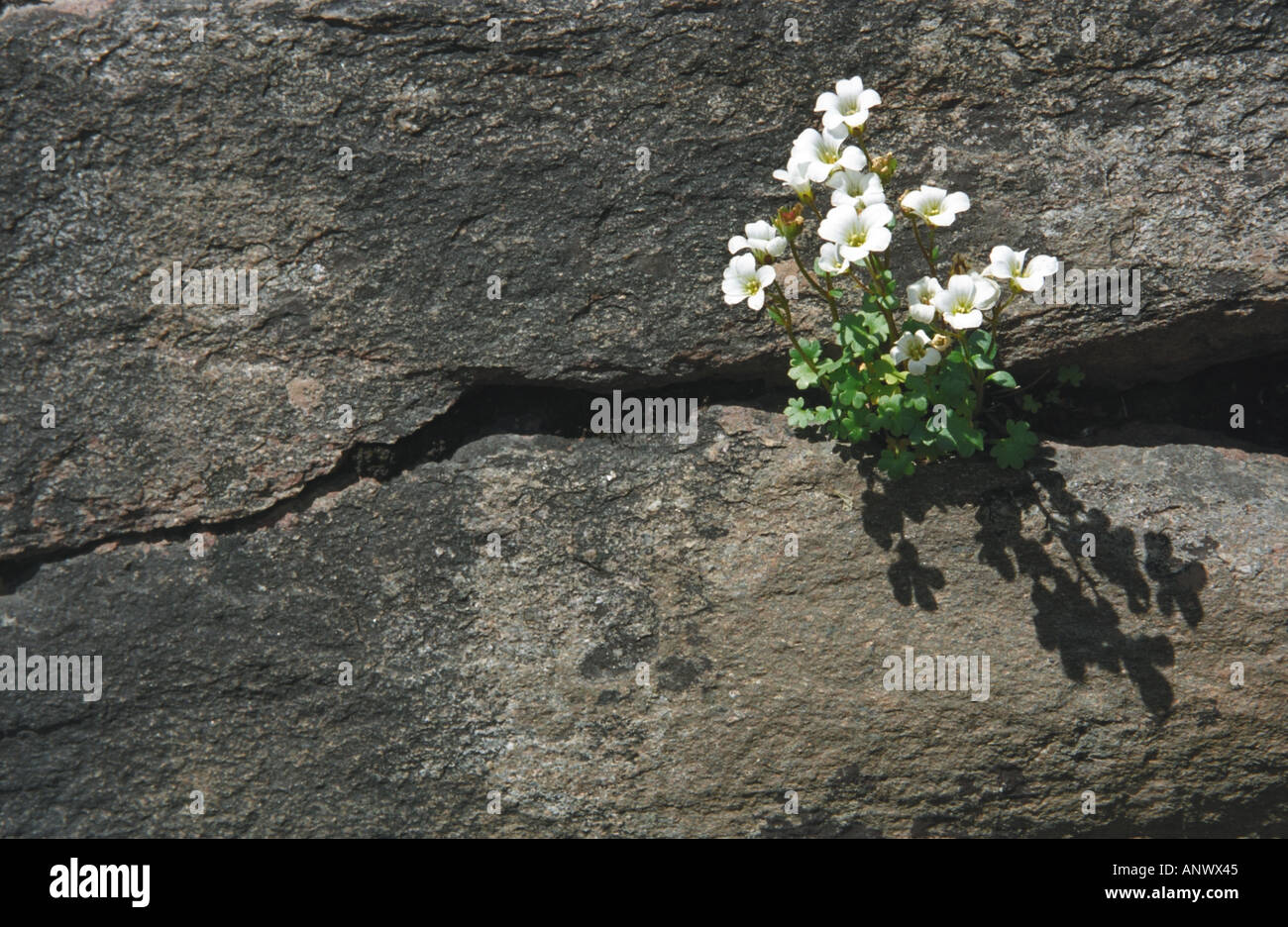 Wild alpine flower. Altai. Siberia. Russia Stock Photo - Alamy