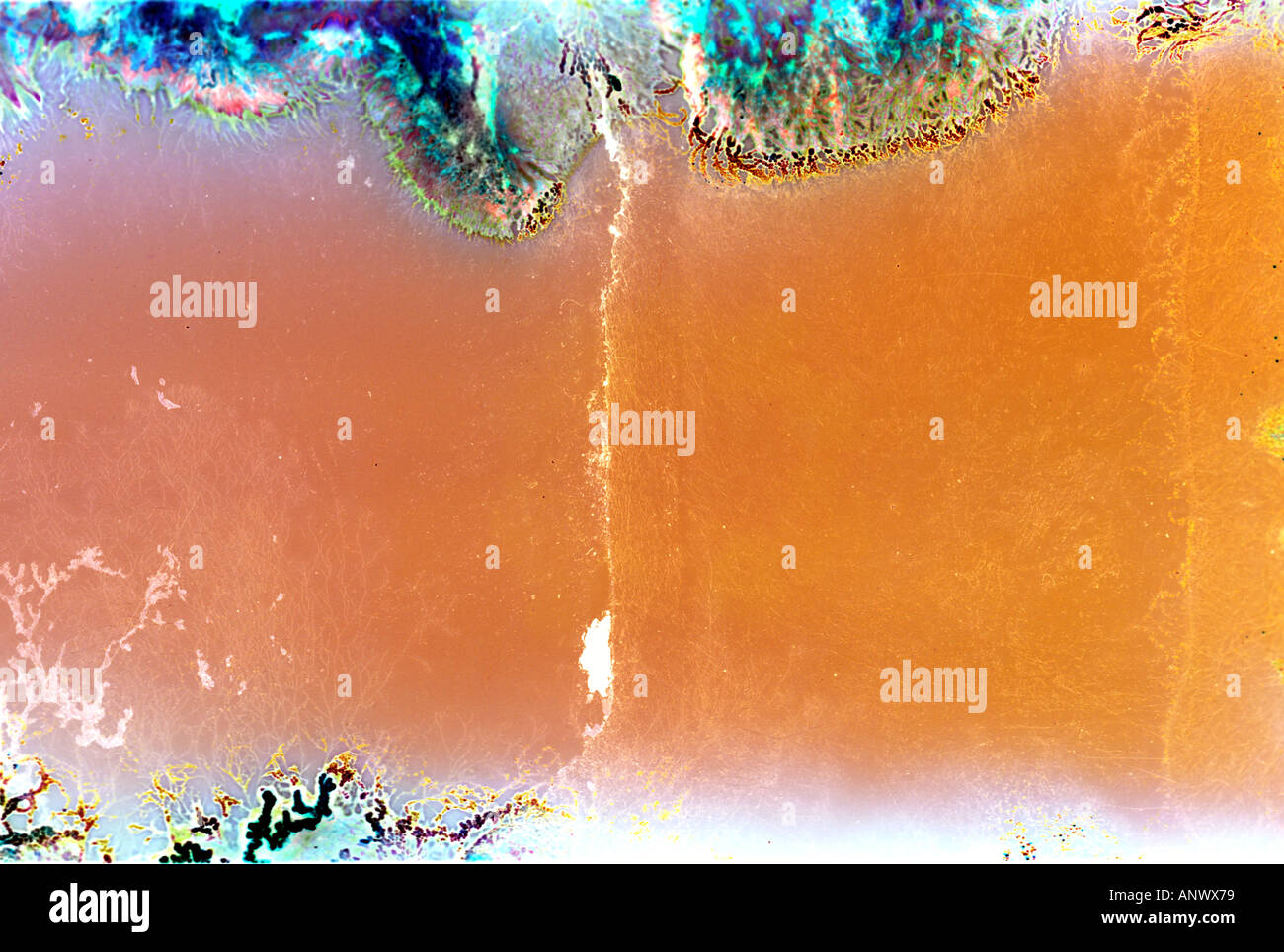 abstract flowers on mouldy negative creating beautiful patterns Stock ...