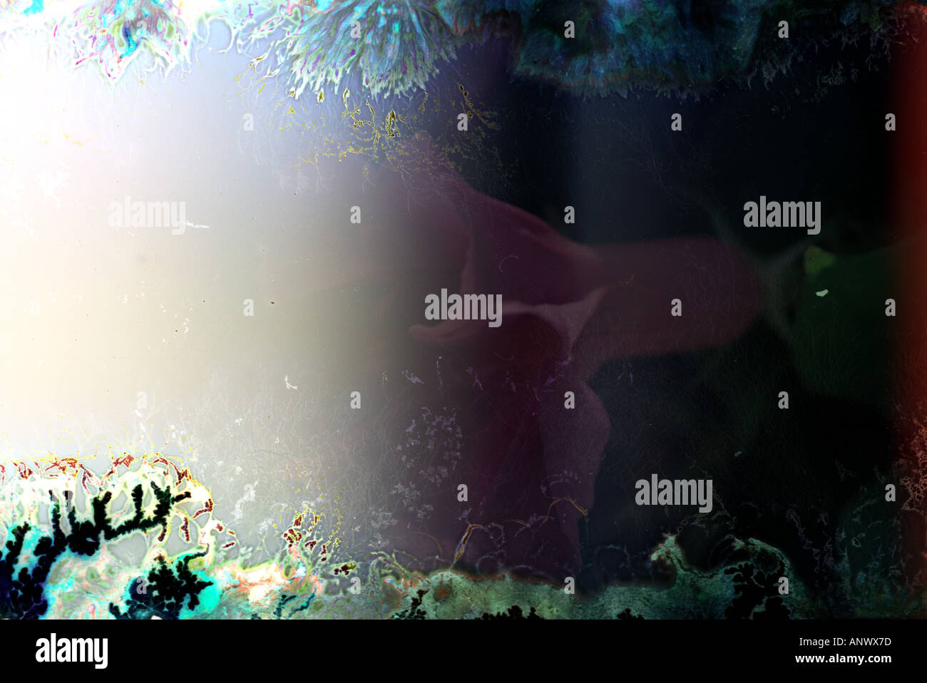 abstract flowers on mouldy negative creating beautiful patterns Stock ...