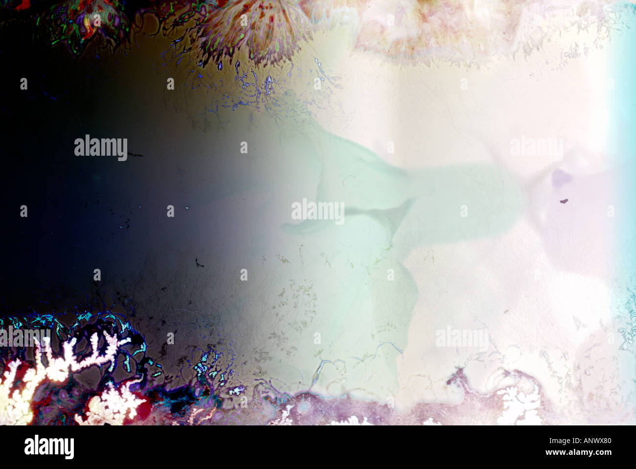 abstract flowers on mouldy negative creating beautiful patterns Stock ...