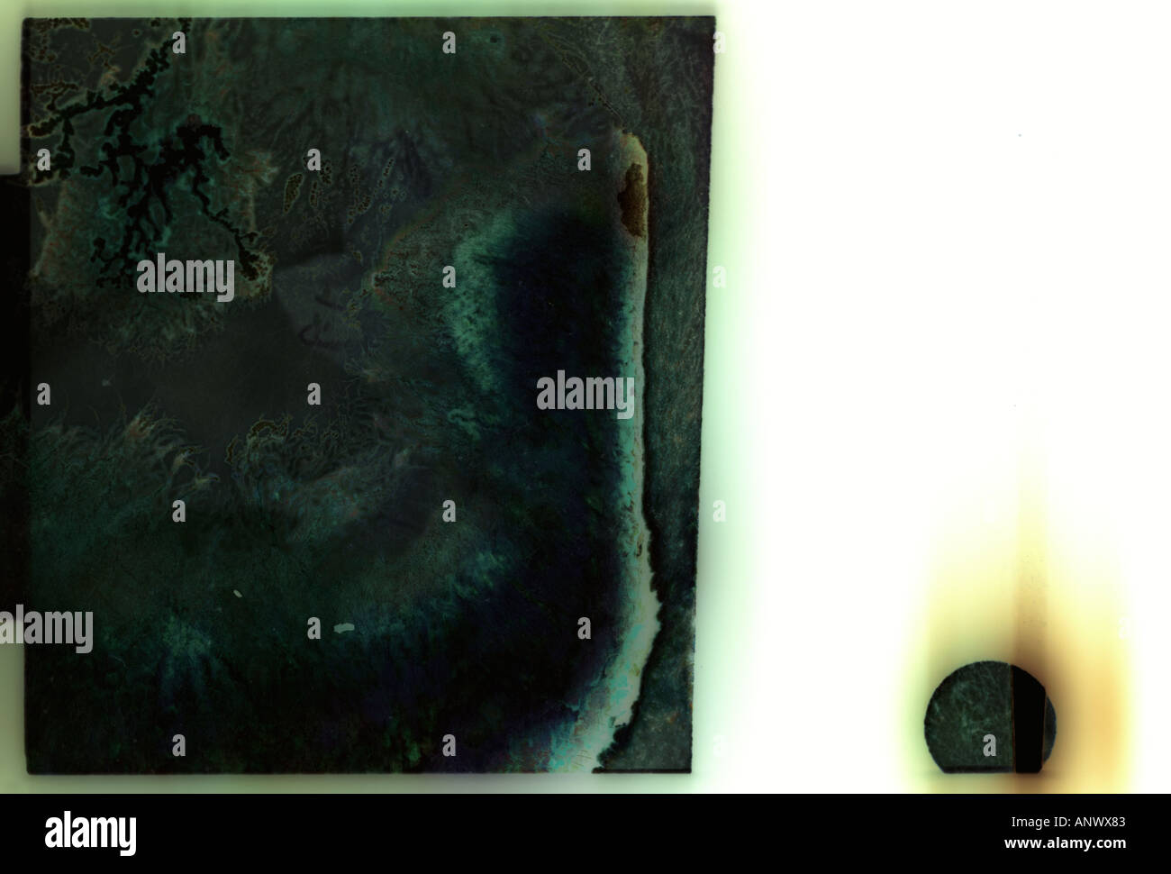 abstract flowers on mouldy negative creating beautiful patterns Stock ...