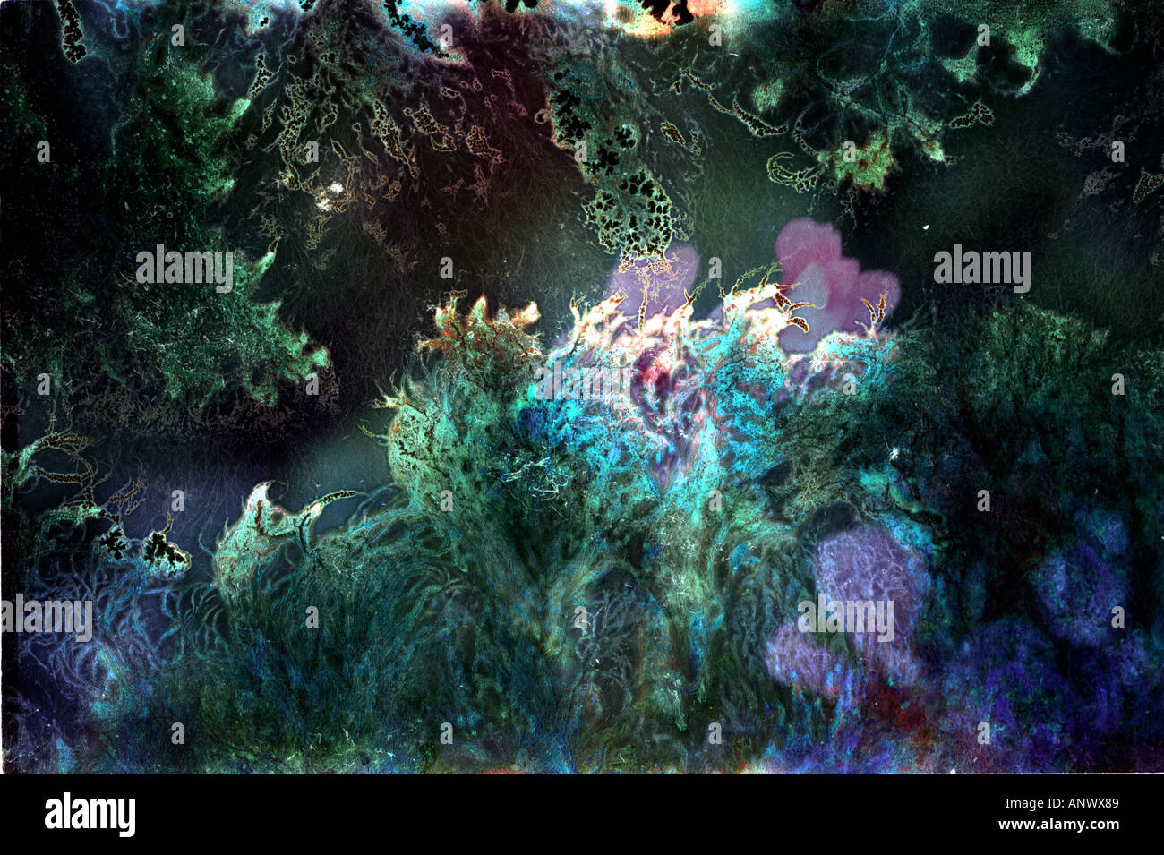 abstract flowers on mouldy negative creating beautiful patterns Stock ...