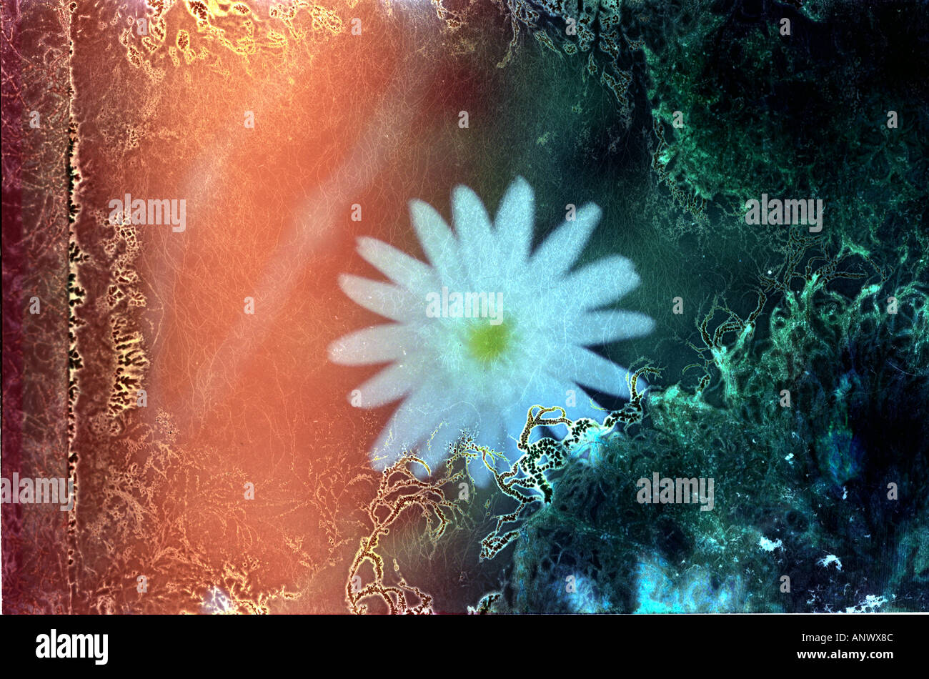 abstract flowers on mouldy negative creating beautiful patterns Stock ...