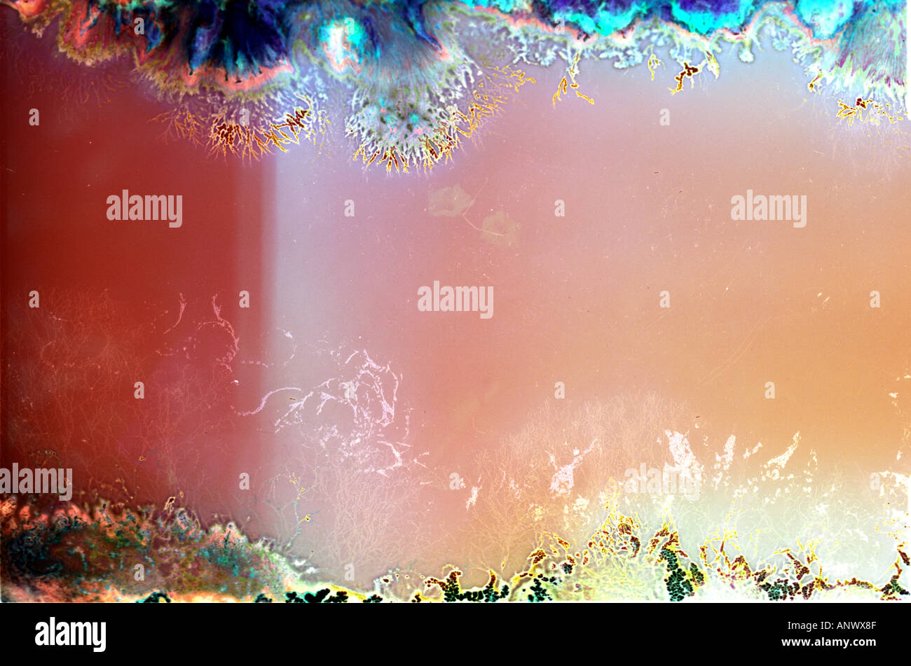 abstract flowers on mouldy negative creating beautiful patterns Stock ...