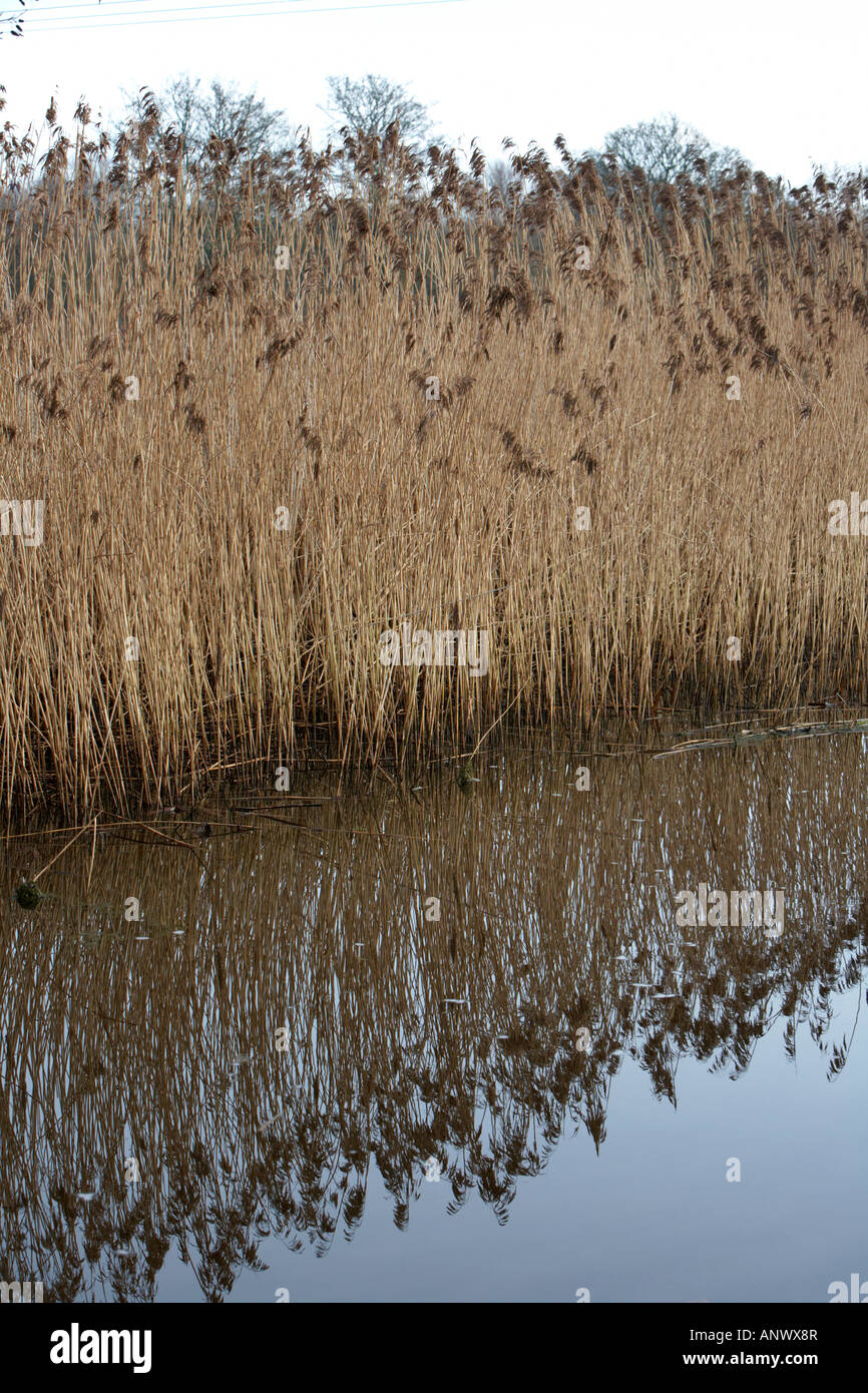 Dead reed bed hi-res stock photography and images - Alamy