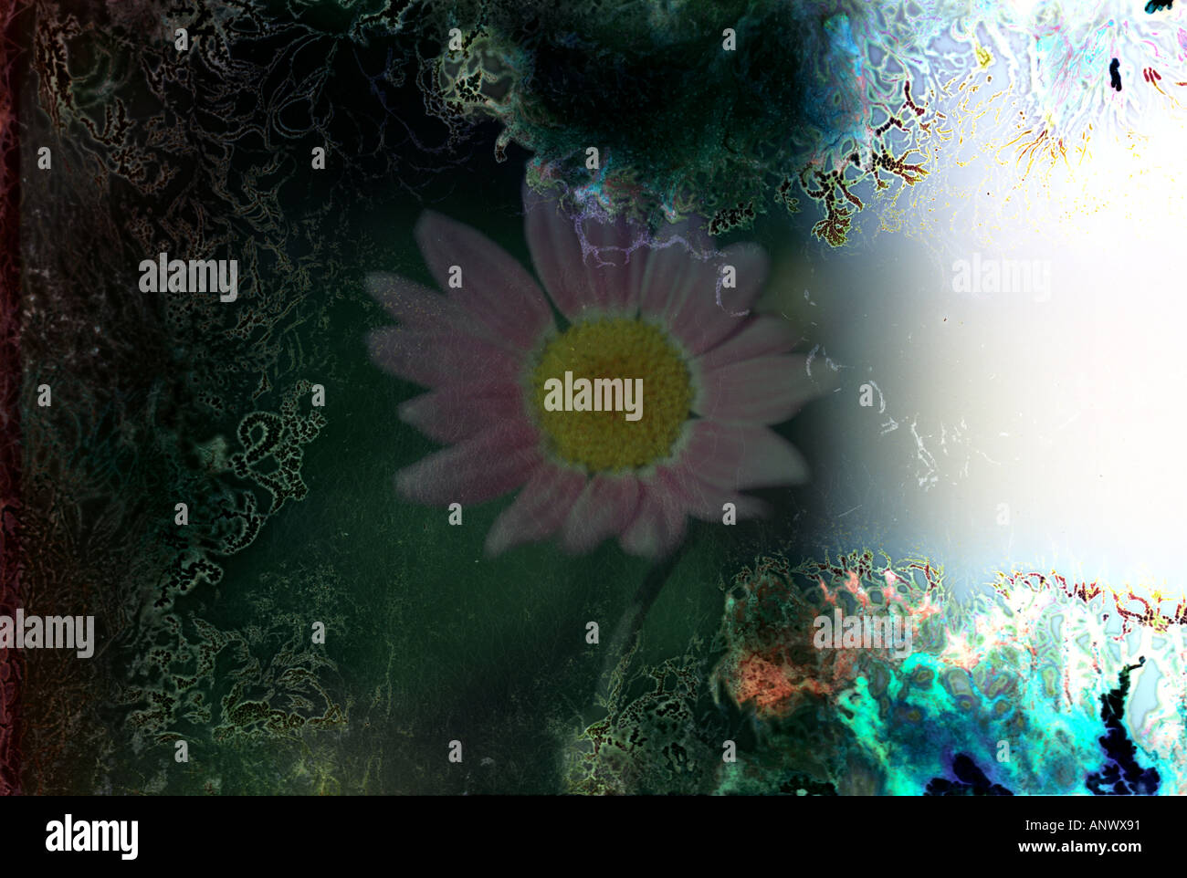 abstract flowers on mouldy negative creating beautiful patterns Stock ...