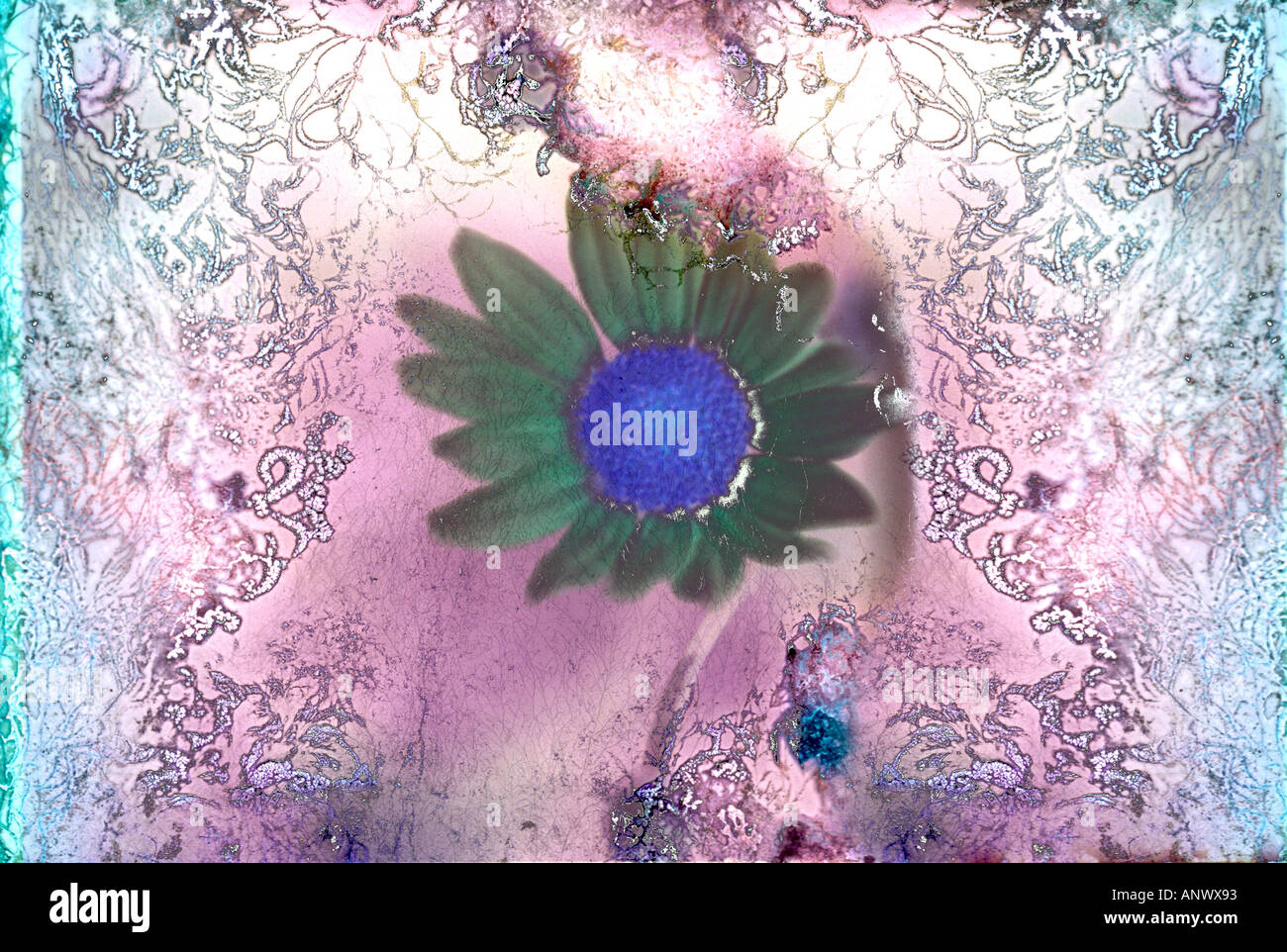 abstract flowers on mouldy negative creating beautiful patterns Stock ...