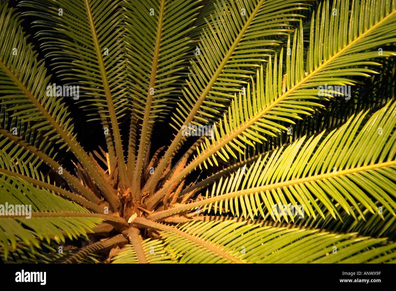 close up detail palm tree leaves blue colour Stock Photo - Alamy