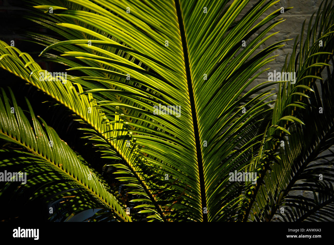 close up detail palm tree leaves blue colour Stock Photo - Alamy