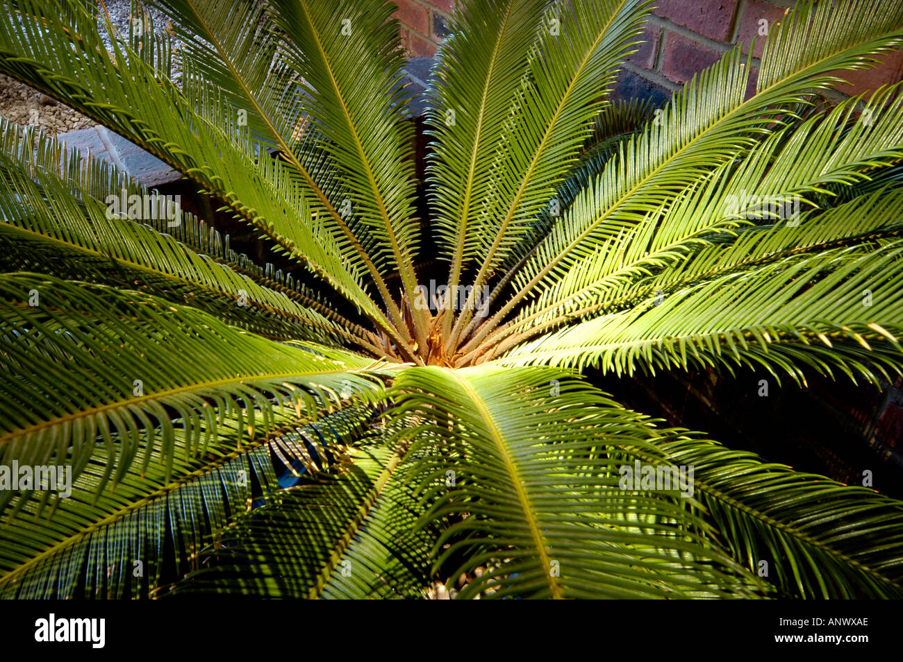 close up detail palm tree leaves blue colour Stock Photo - Alamy