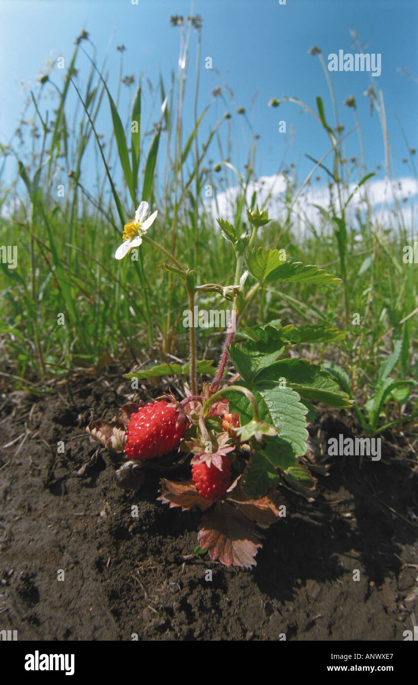 A wild strawberry bush Altai Siberia Russia Stock Photo - Alamy