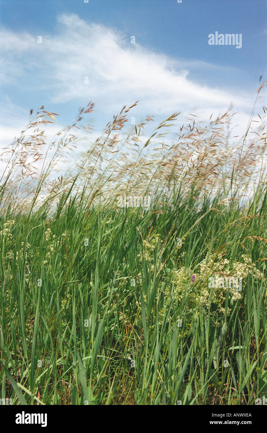 Feather grass bended by wind Altai Siberia Russia Stock Photo - Alamy