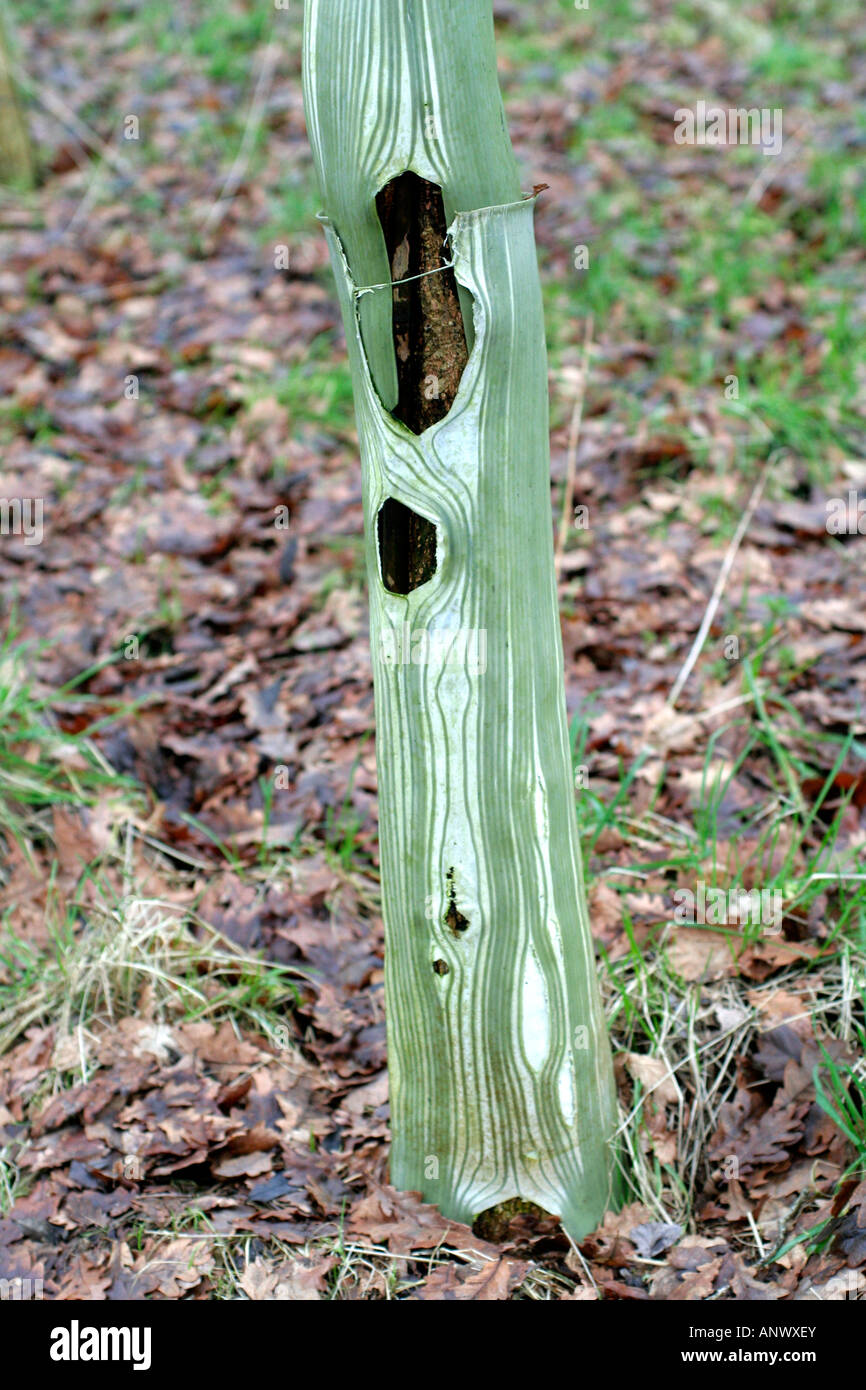 Older Tubex tree tubes did not have a weak point which broke as the ...