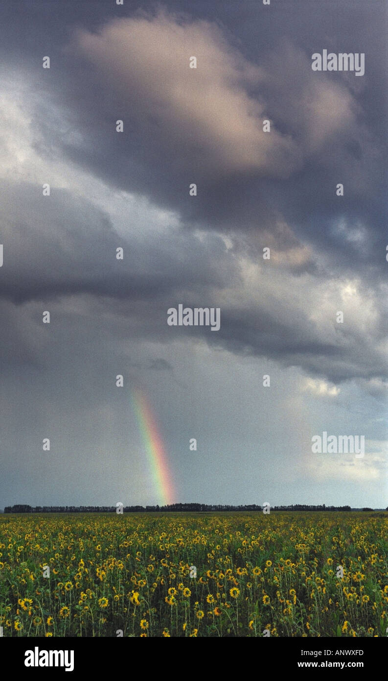 Rainbow above the sunflower field Altai Siberia Russia Stock Photo - Alamy