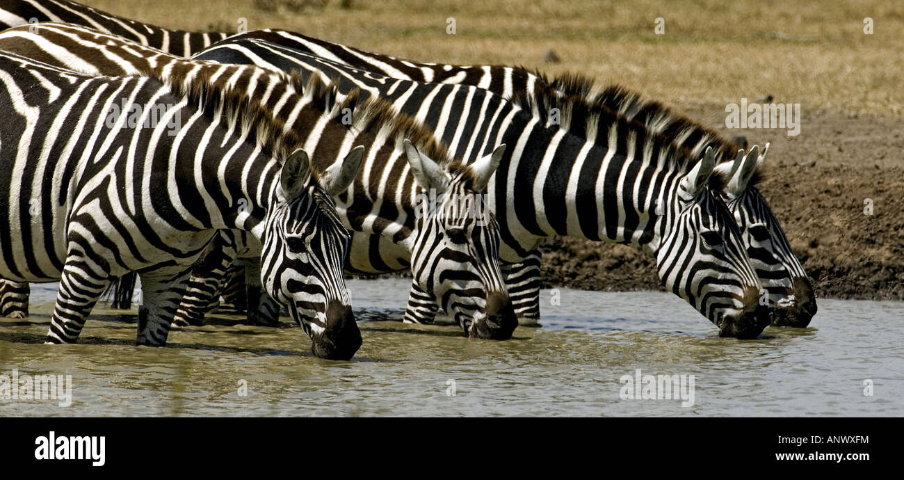 Common Zebra (Equus quagga), Plains Zebras drinking, Kenya, Sweetwater ...