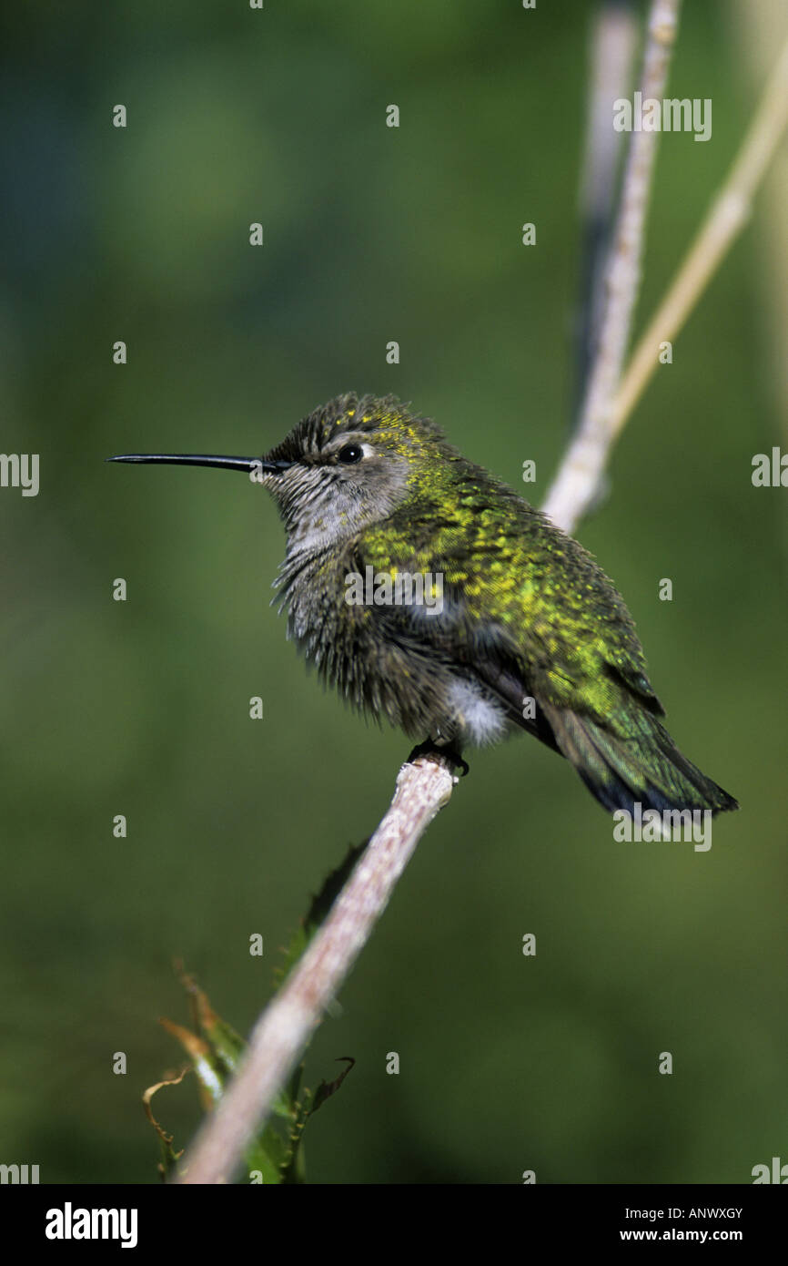 rufous hummingbird (Selasphorus rufus), sitting on twig Stock Photo - Alamy