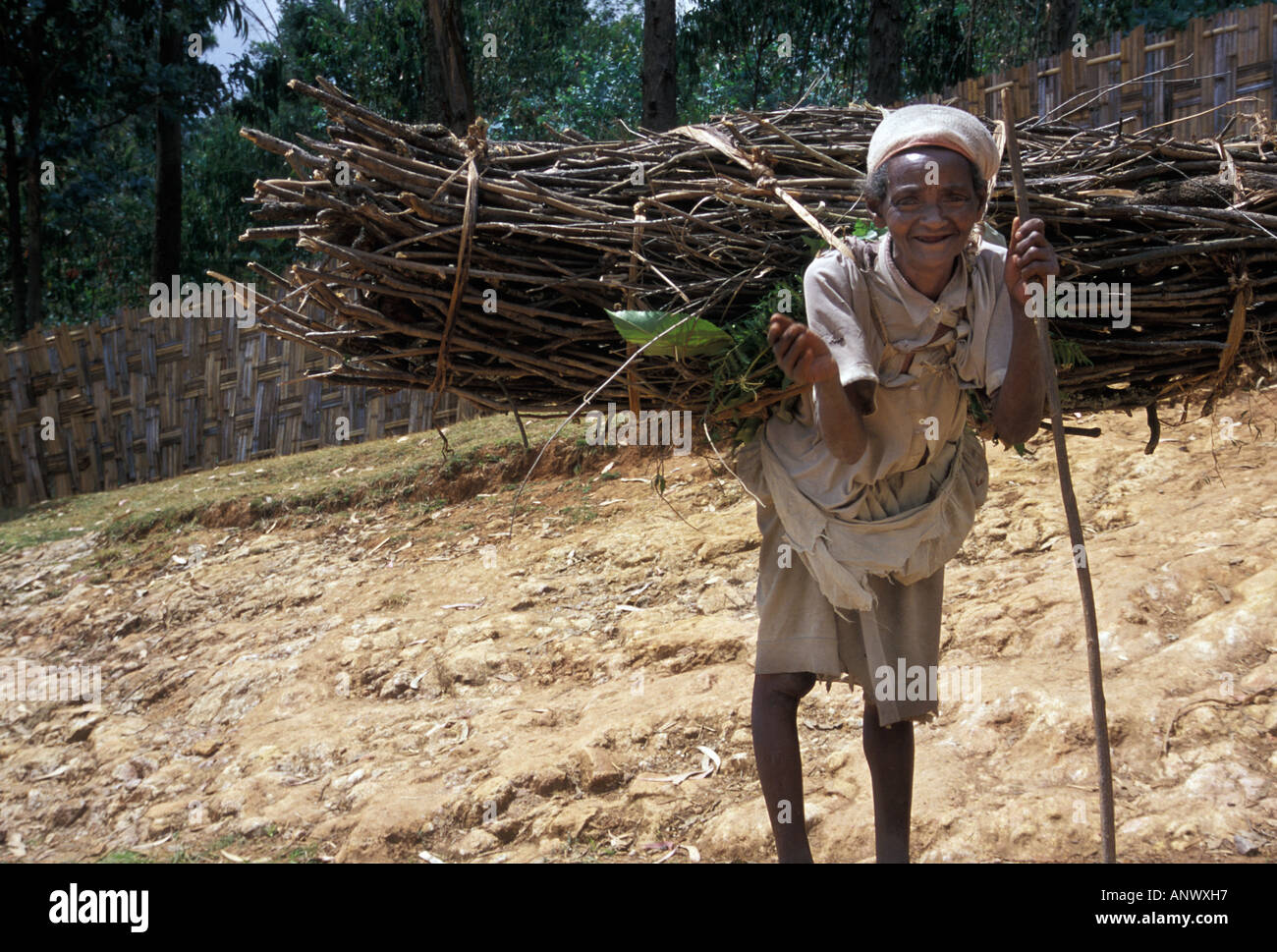 An old Dorze woman bringing a bundle of sticks into her village ...