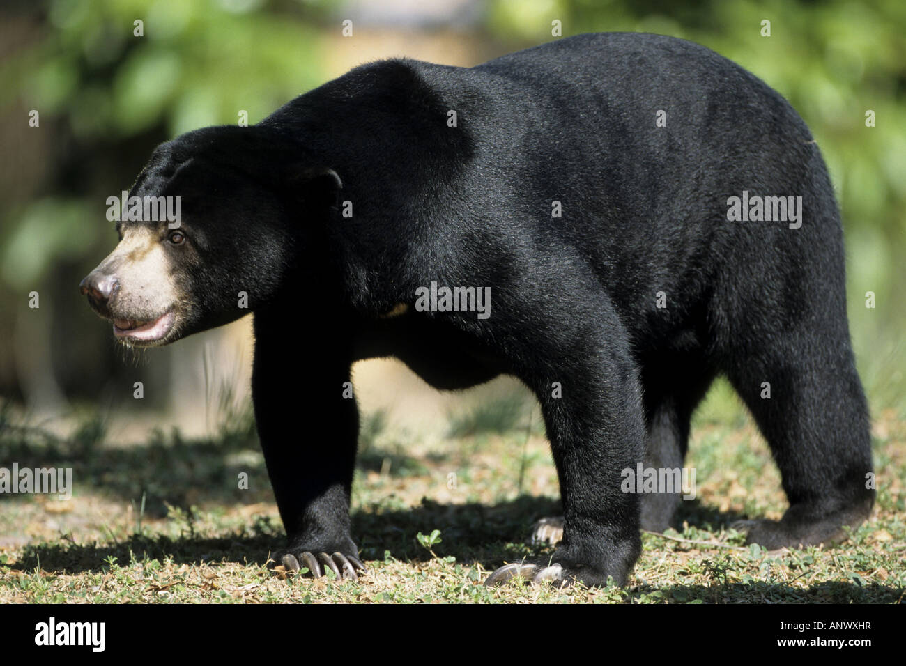 sun bear, Malayan sun bear (Ursus malayanus, Helarctos malayanus ...