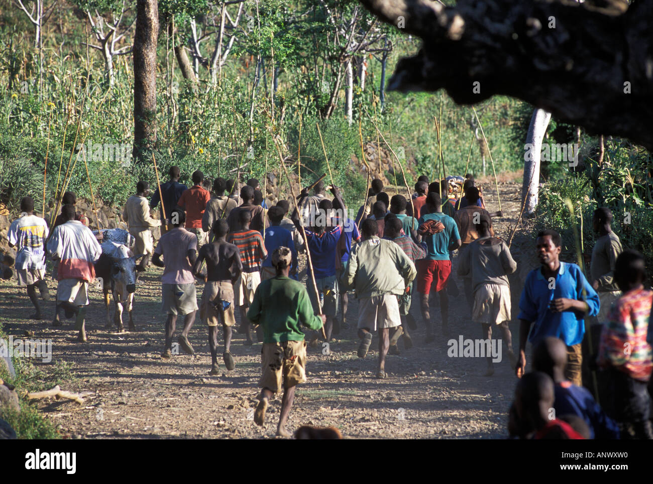 Africa, Ethiopia, Konso villagers running with sticks as they prepare ...