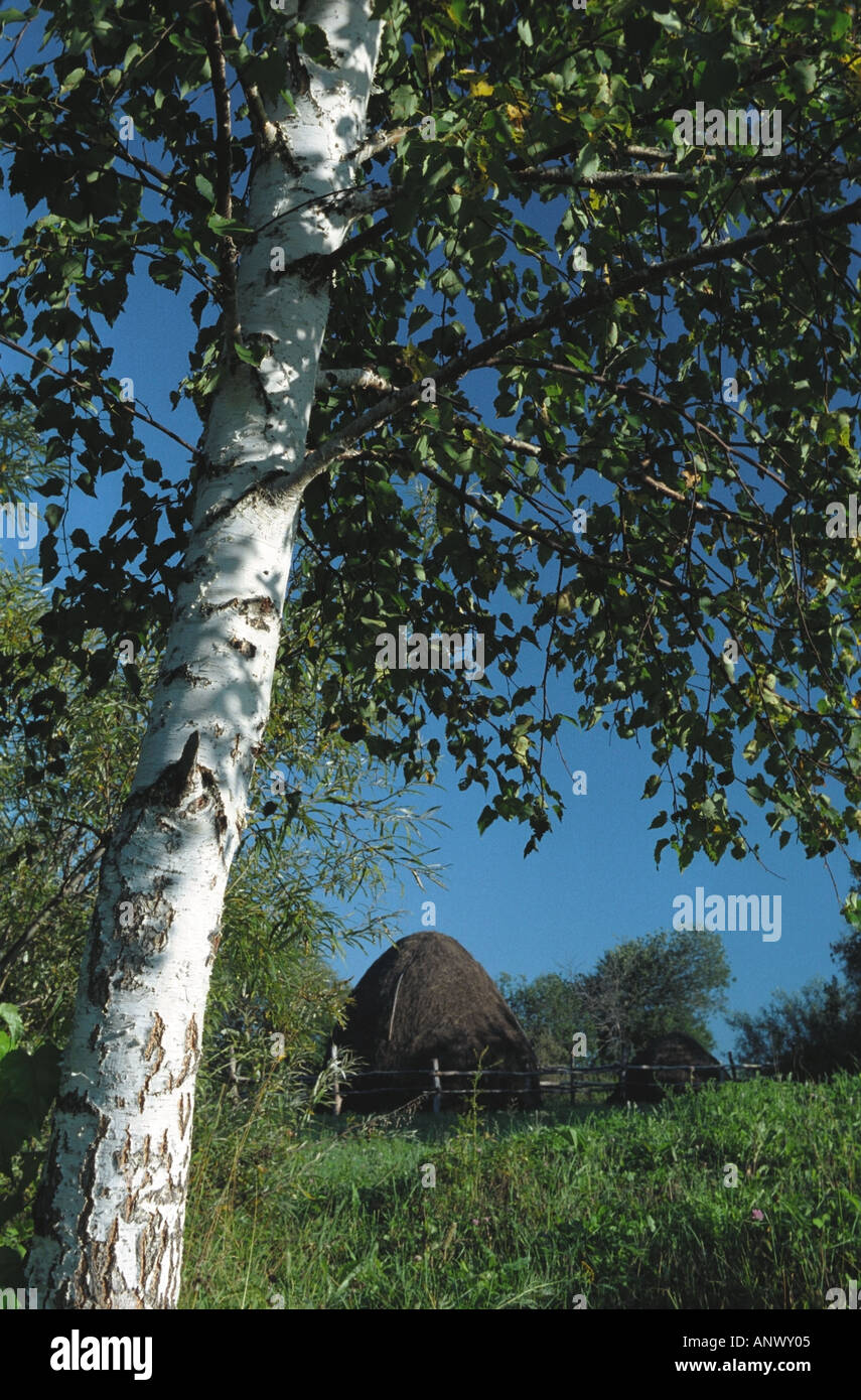 A haystack and a birch tree Altai Siberia Russia Stock Photo - Alamy
