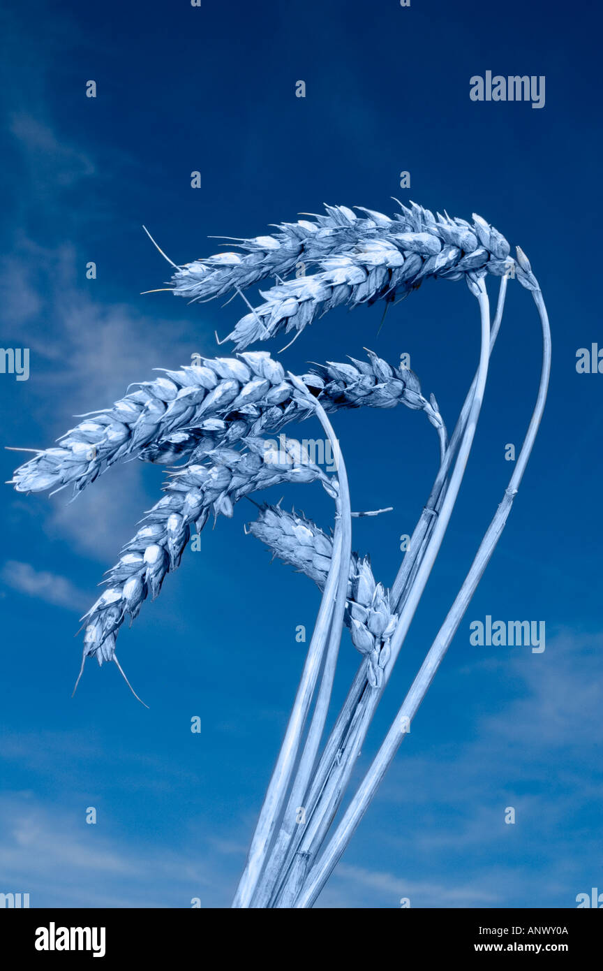 blue wheat against blue sky sunny abstract concept Stock Photo - Alamy