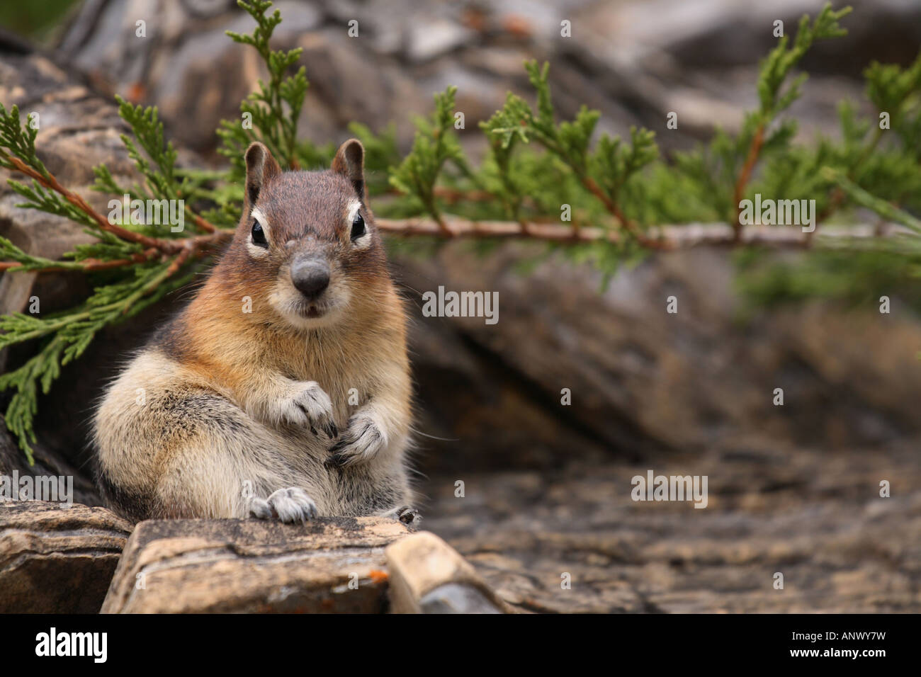 red-tailed chipmunk (Tamias ruficaudus), sitting, Canada, Alberta ...