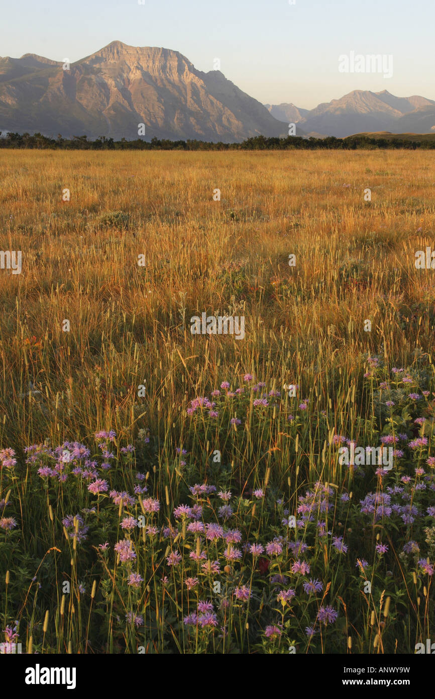 prairie with mountain range, Canada, Alberta Stock Photo - Alamy