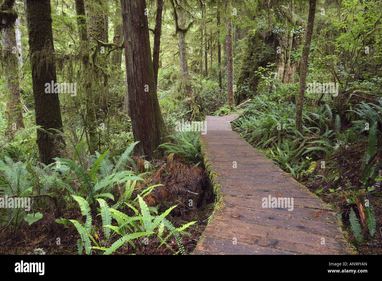 walking trail throug the forest, Canada, Vancouver Island Stock Photo ...