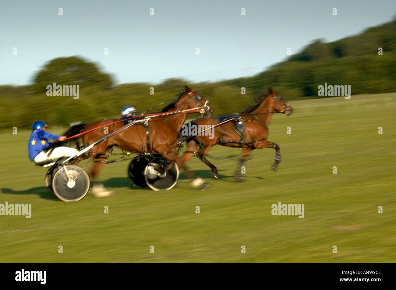 Animals of the ely kingdom hi-res stock photography and images - Alamy