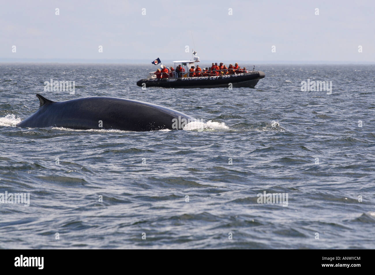 fin whale, common rorqual (Balaenoptera physalus), whale watching boat ...